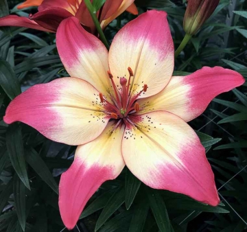 Specialty Perennials - Plants for your Garden: Perennials