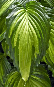 Specialty Perennials - Plants for your Garden: Hosta