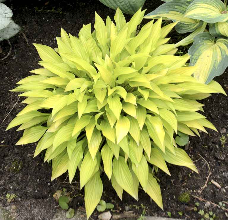 Specialty Perennials - Plants for your Garden: Hosta