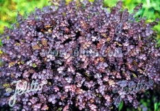 Specialty Perennials - Flower Seeds